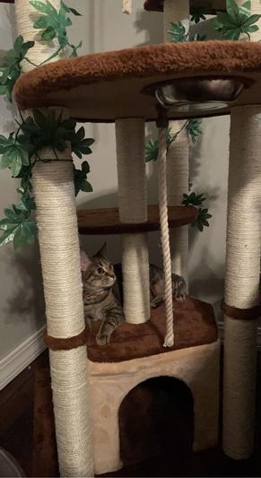 GO PET CLUB 85-in Forest with Leaves Cat Tree, Beige/ Brown - Chewy.com