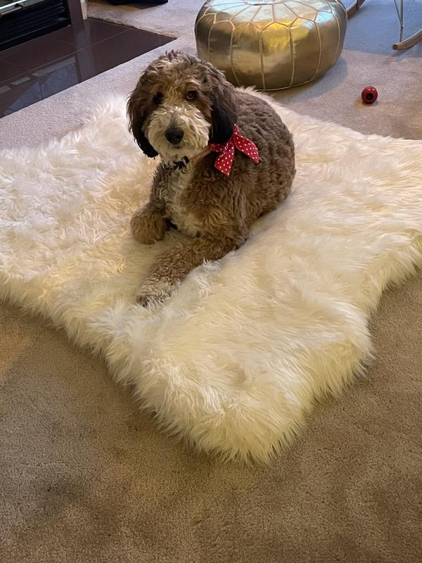 Out of Stock - PAWBRANDS PupRug Premium Animal Print Human Grade Memory ...