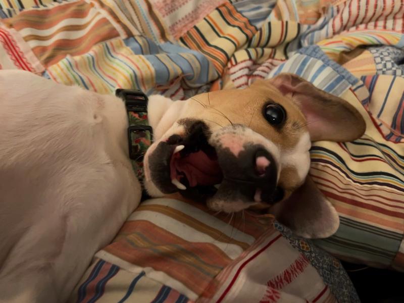 DISNEY Princess Ariel Plush Squeaky Dog Toy, 2 count - Chewy.com