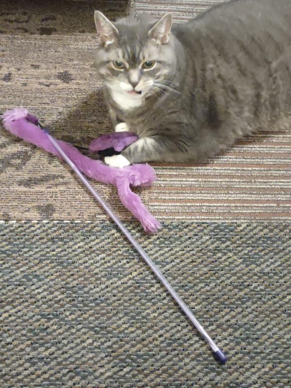 FRISCO Halloween Ghost & Fabric Teaser Wand Cat Toy with Catnip - Chewy.com