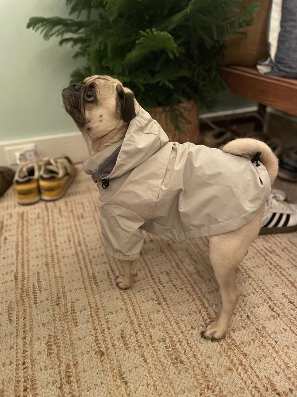 FRISCO Ultra Lightweight Dog & Cat Windbreaker with Removable Hood ...