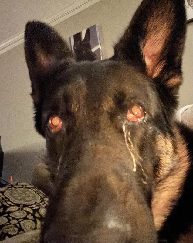 NEO-POLY-DEX (Generic) Ophthalmic Suspension, 5-mL - Easy Refills ...