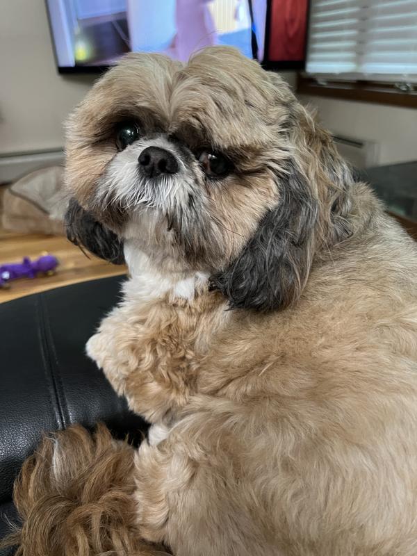 WAHL Deluxe U-Clip Dog & Cat Clipper Kit, Red - Chewy.com