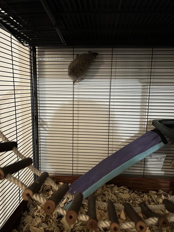 MIDWEST Critter Nation Deluxe Small Animal Cage, Double Story - Chewy.com