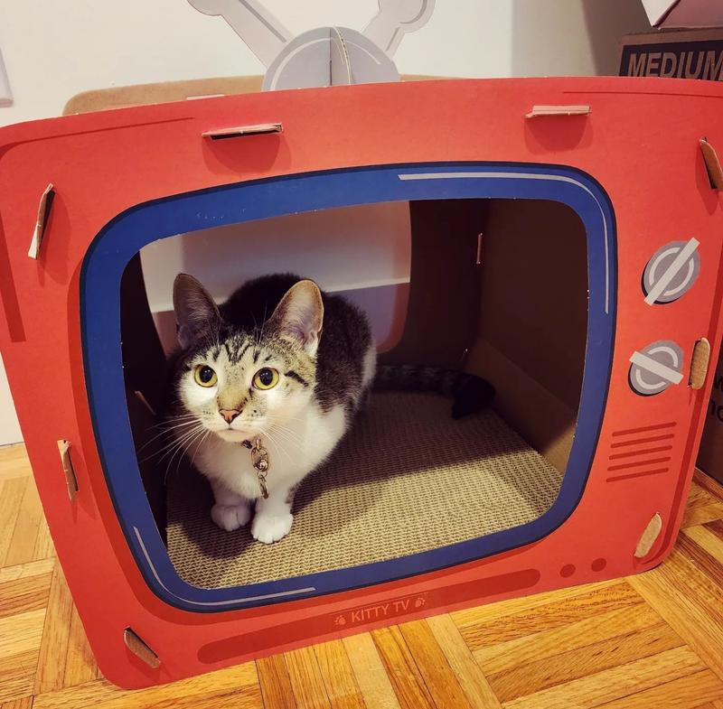 FRISCO TV Set Cardboard Cat House - Chewy.com