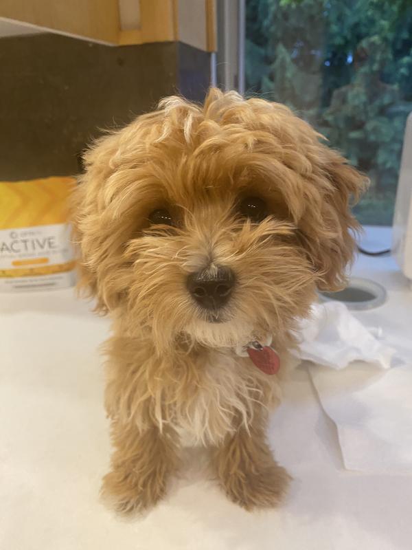 DOG ID Personalized Dog ID Tag, Slate, Medium/Large - Chewy.com