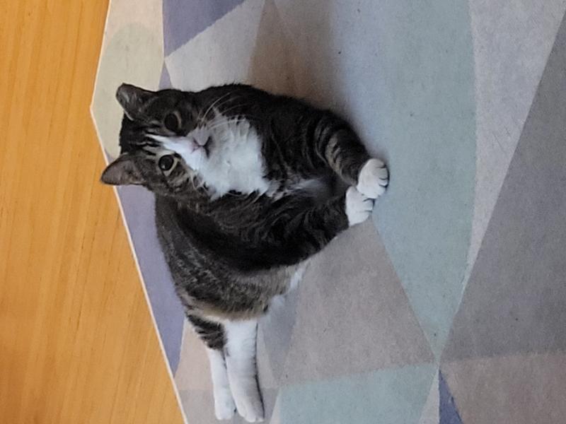 LIQUID-VET Hip & Joint Support Chicken Flavor Cat Supplement, 8-oz ...