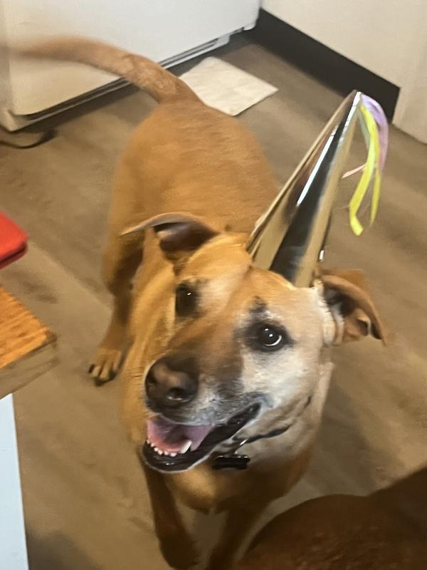 NUTRAMAX Denamarin with S-Adenosylmethionine & Silybin Tablet Liver ...