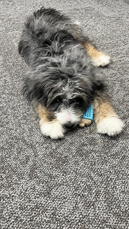 FRISCO Vanilla Flavored Popsicle Rubber & Nylon Chew Dog Toy for Heavy ...