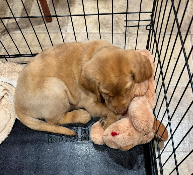 SNUGGLE PUPPY Original Snuggle Puppy Plush Dog Behavioral Aid Anxiety ...