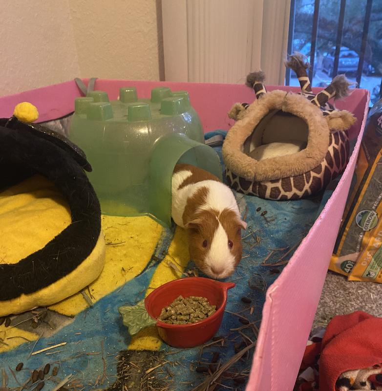 KRUSE'S PERFECTION BRAND Guinea Pig Food, 40-lb bag - Chewy.com