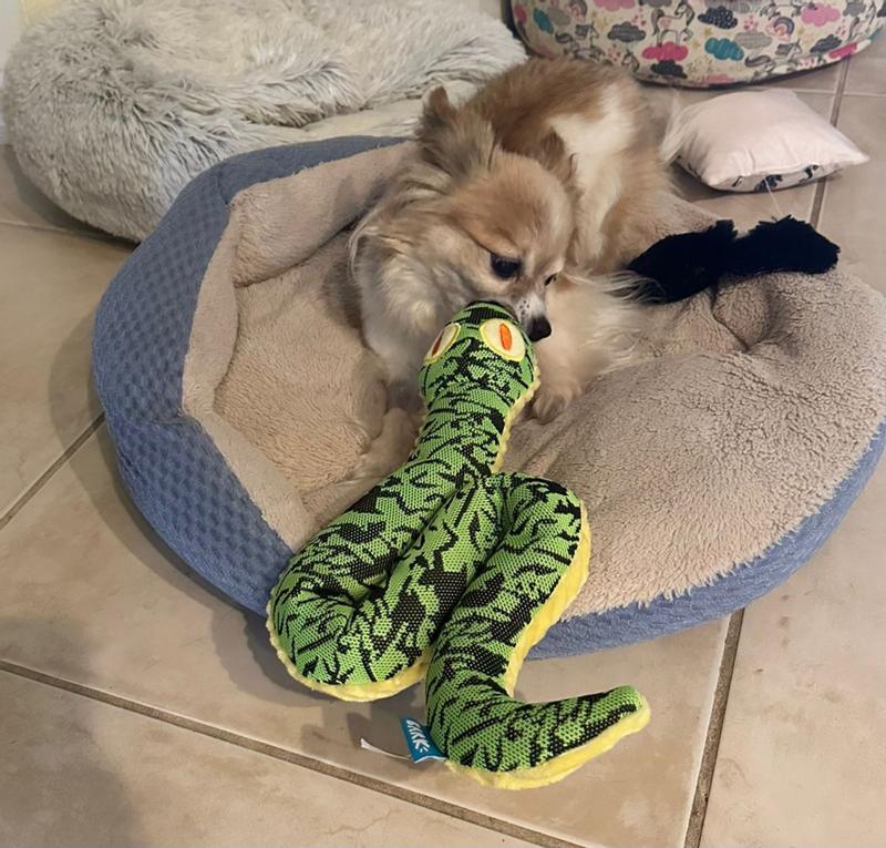 BARK Steve Squeaky Plush Snake Dog Toy, Green - Chewy.com