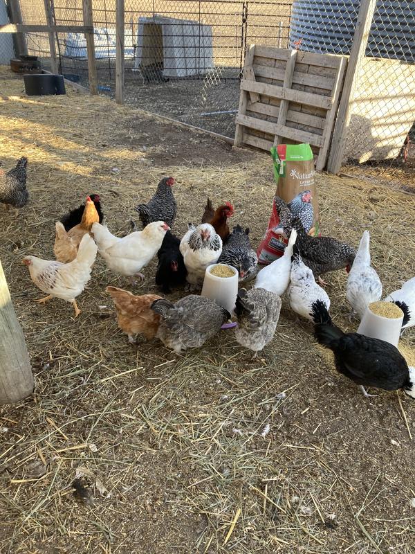 NUTRENA NatureWise Layer 16% Protein Crumble Chicken Feed, 50-lb bag ...