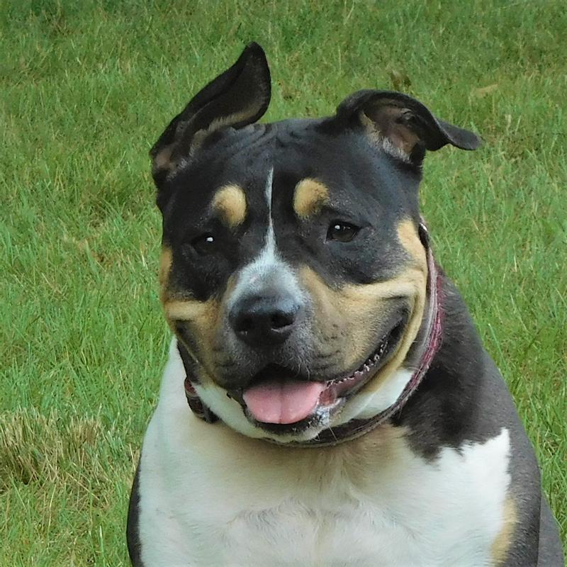 HEALTH EXTENSION Bison Bites Grain-Free Dog Treats, 4.5-oz bag - Chewy.com