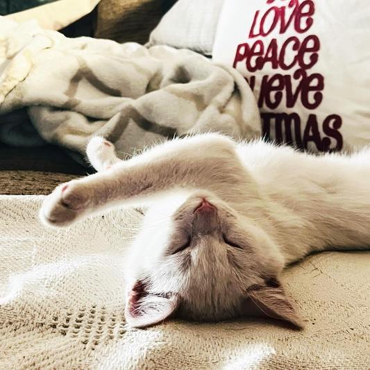 WISDOM PANEL Complete Cat DNA Test - Chewy.com