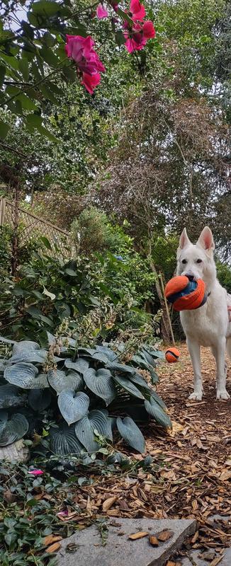 CHUCKIT! Kick Fetch Ball Dog Toy, Large - Chewy.com