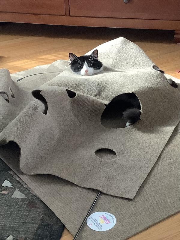 SNUGGLYCAT Ripple Rug Cat Activity Play Mat - Chewy.com