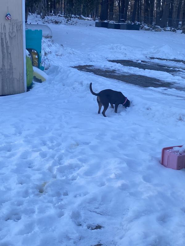 PATPET P320 1000ft Remote Dog Training Shock eCollar, 1 count - Chewy.com