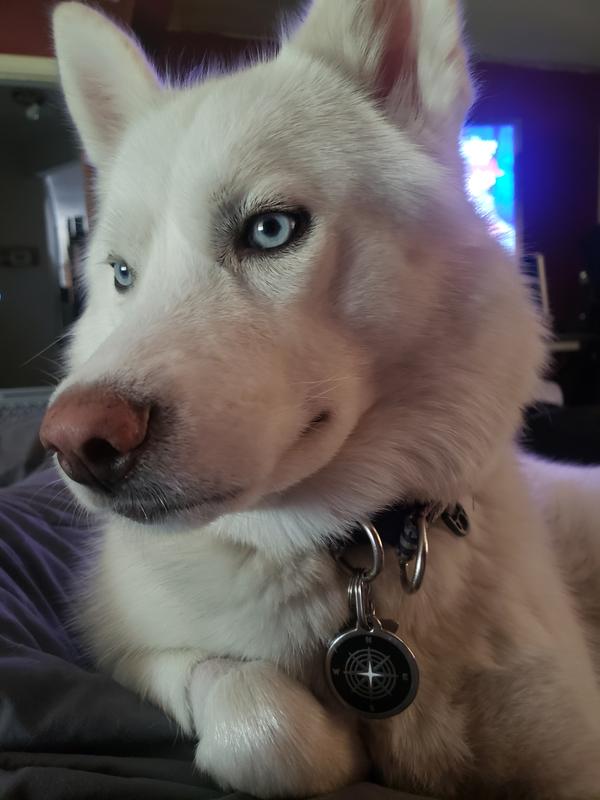 RED DINGO Compass Stainless Steel Personalized Dog & Cat ID Tag, Black ...