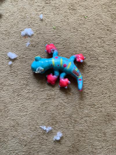 KONG Shieldz Tropics Gecko Dog Toy - Chewy.com