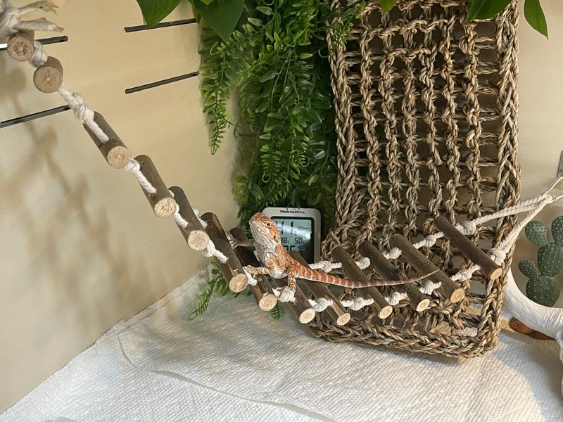 SUNGROW Bearded Dragon & Leopard Gecko Wooden Ladder, Reptile Bridge ...