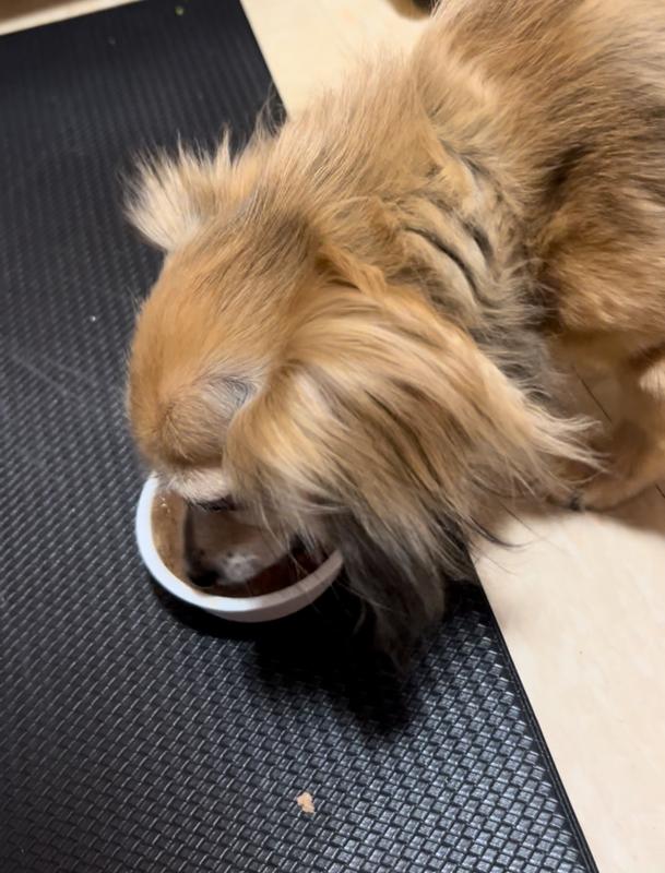 SOLID GOLD Mighty Mini Small & Toy Breed Grain-Free Variety Pack Wet ...