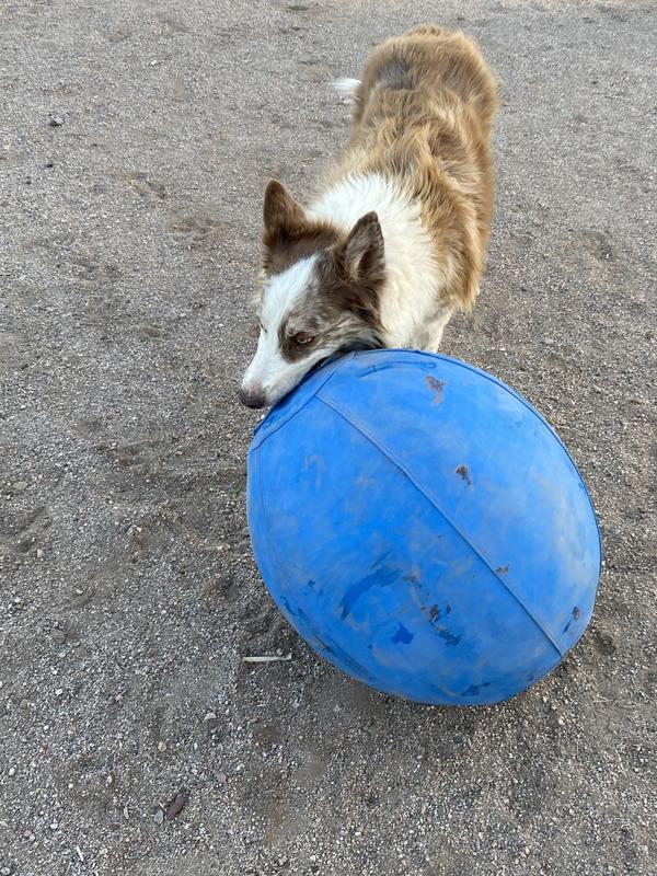 HERDING BUDDY Ball Dog Toy, Blue, 18-in - Chewy.com