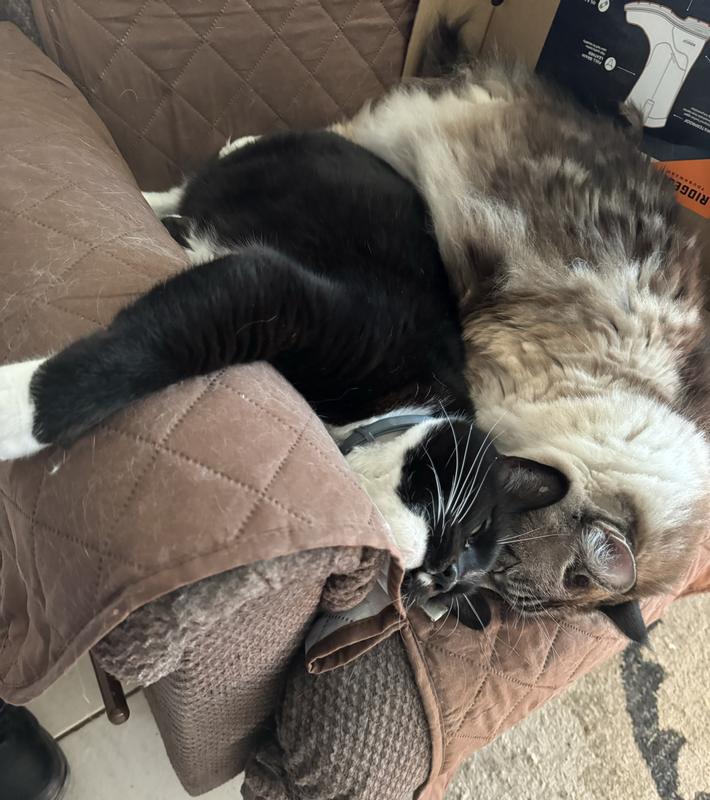 TIDY CATS Tidy Care Alert Health Monitoring Unscented Non-Clumping Cat ...