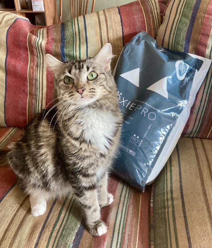 BOXIECAT Self-Cleaning Probiotic Clumping Clay Cat & Kitty Litter, 16 ...