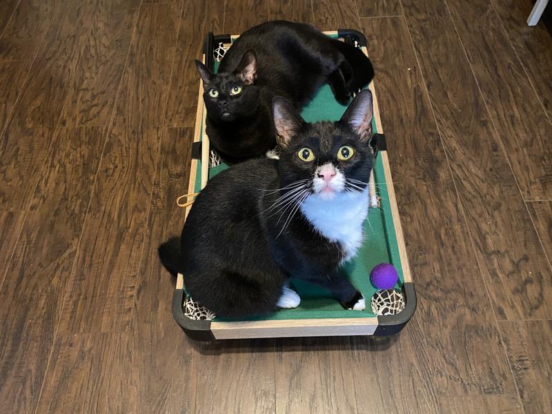 VETRESKA Meownooker Cat Toy Set - Chewy.com