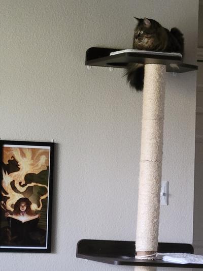 PETFUSION 76.8-in Wall Mounted Cat Tree - Chewy.com