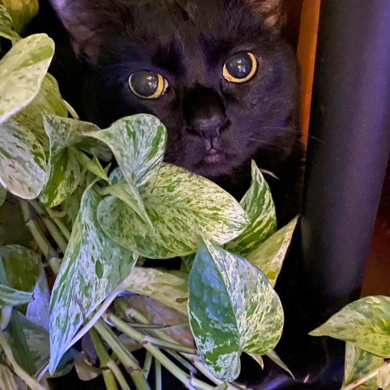 ELURA (capromorelin oral solution) for Cats, 20 mg/mL, 15 mL - Chewy.com