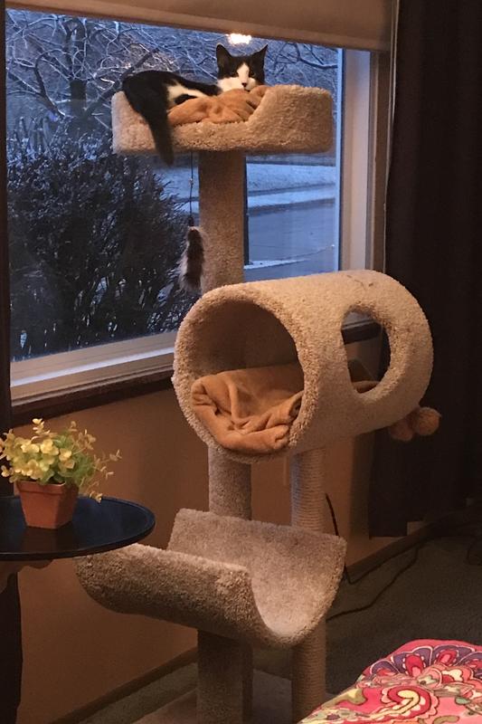 Out of Stock - FRISCO 53-in Real Carpet Cat Tree with Tunnel, Gray ...