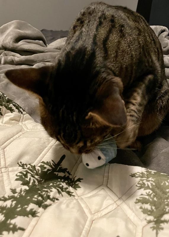 FRISCO Holiday Arctic Blue Mice Plush Cat Toy with Catnip, 5 count ...