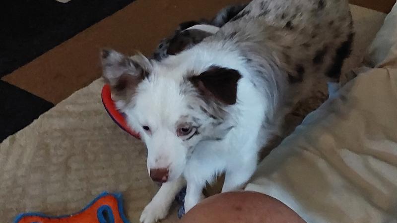 FOUFIT Paci Chew Pacifier Squeaky Dog Toy, Blue, Large - Chewy.com