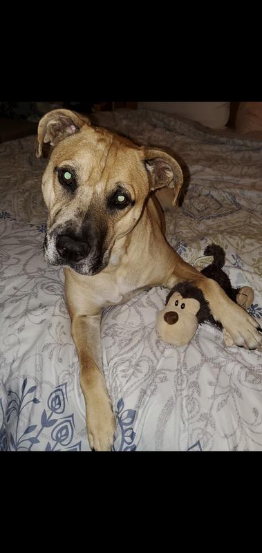 Out of Stock - KONG Cozie Spunky the Monkey Dog Toy, Medium - Chewy.com