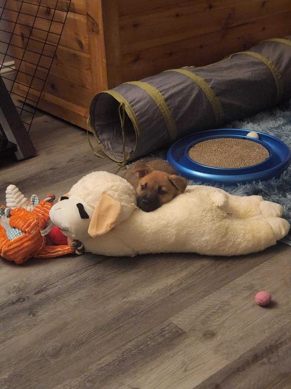 MULTIPET Lamb Chop Squeaky Plush Dog Toy, Mini - Chewy.com