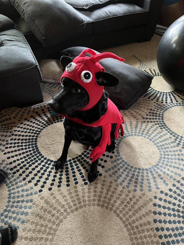 FRISCO Red Lobster Dog & Cat Costume, XX-Large - Chewy.com
