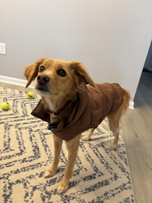 FRISCO Mediumweight Quilted Dog & Cat Puffer with Removable Hood, Blue ...