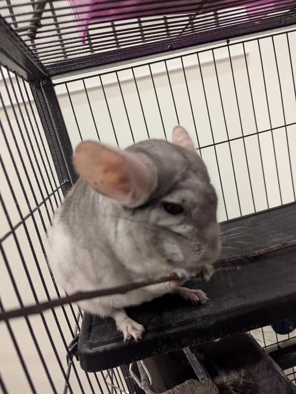 FRISCO Apple Stick Bundle Small Pet Chew Toy - Chewy.com