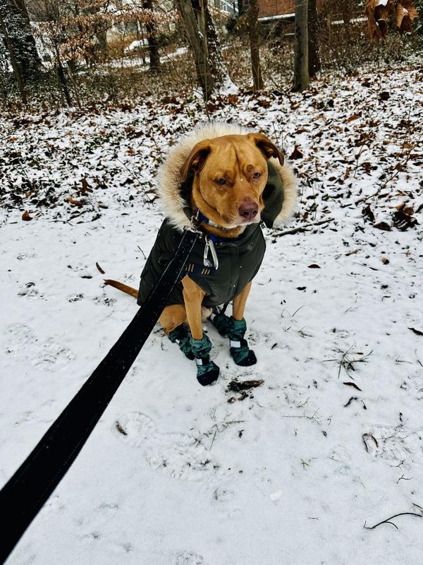 Out of Stock - CANADA POOCH Soft Shield Dog Boots, Pink Reflective, 4 ...