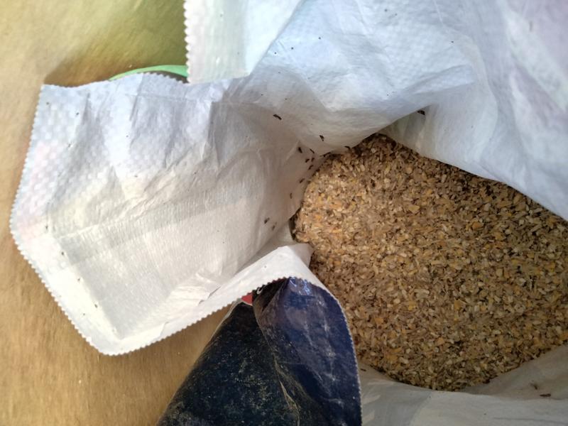 KALMBACH FEEDS All Natural 5-Grain Premium Scratch Chicken Feed, 50-lb ...