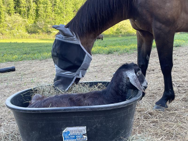Out of Stock - STAR POINT HORSEMANSHIP Mini-Pony No Ear Fly Mask ...