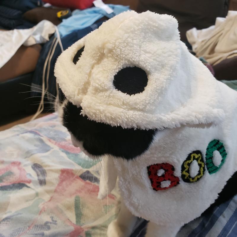 FRISCO Boo-Tastic Ghost Dog & Cat Costume Cape, XX-Large - Chewy.com
