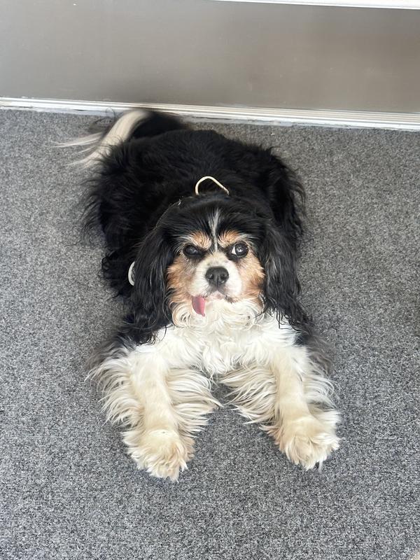 URSODIOL COMPOUNDED Chicken Flavored Quadrisect Tablet for Dogs and ...