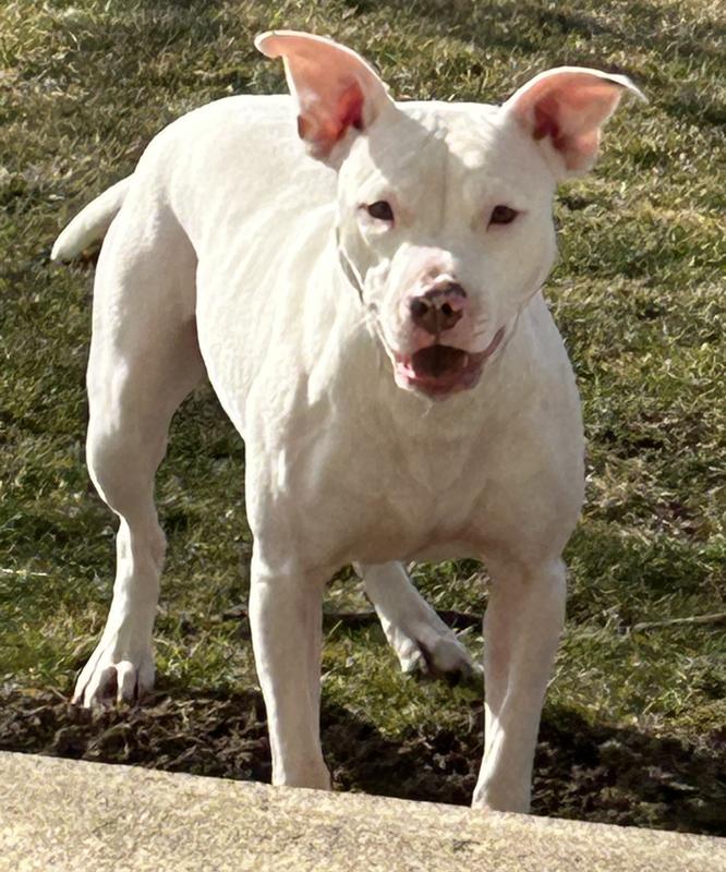 HYPER PET Dura-Squeaks Dog Chew Toy, Medium Stick - Chewy.com