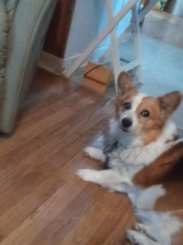 PUP-PERONI Rounds Beef Brisket Dog Treats, 5-oz bag, case of 8 - Chewy.com