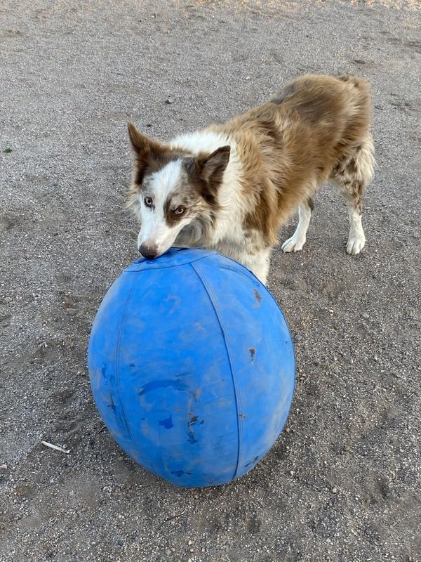 HERDING BUDDY Ball Dog Toy, Blue, 18-in - Chewy.com