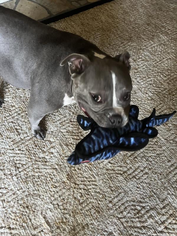 VIBEFUL Probiotic Gastrointestinal Support Powder Digestive Supplement ...