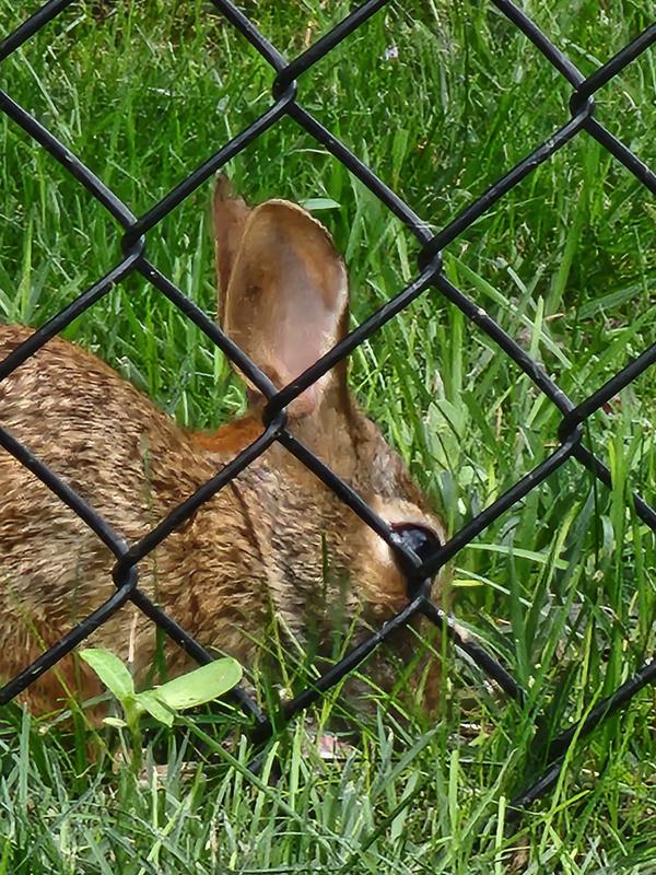 BROWN'S Bird Lover's Blend Duck & Goose Food, 7-lb bag, bundle of 4 ...
